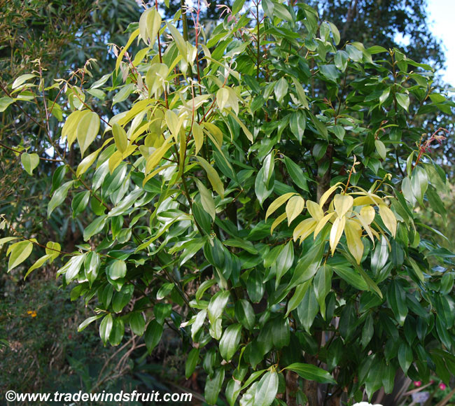 Cinnamomum cassia - Cassia Cinnamon - Seeds