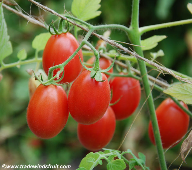 Virginia Sweets Tomato Seeds