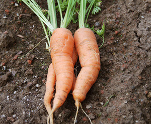 White Satin Carrot Seeds