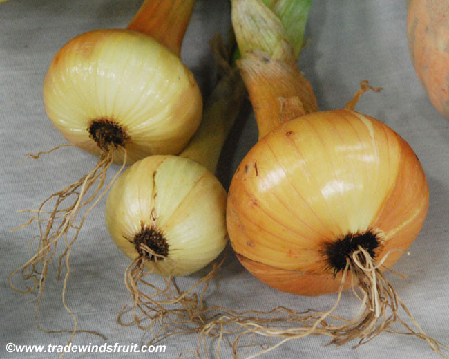 Yellow Sweet Spanish Onion Seeds