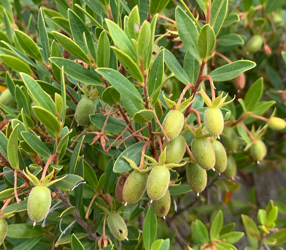 Ehretia rigida - Puzzle Bush - Seeds