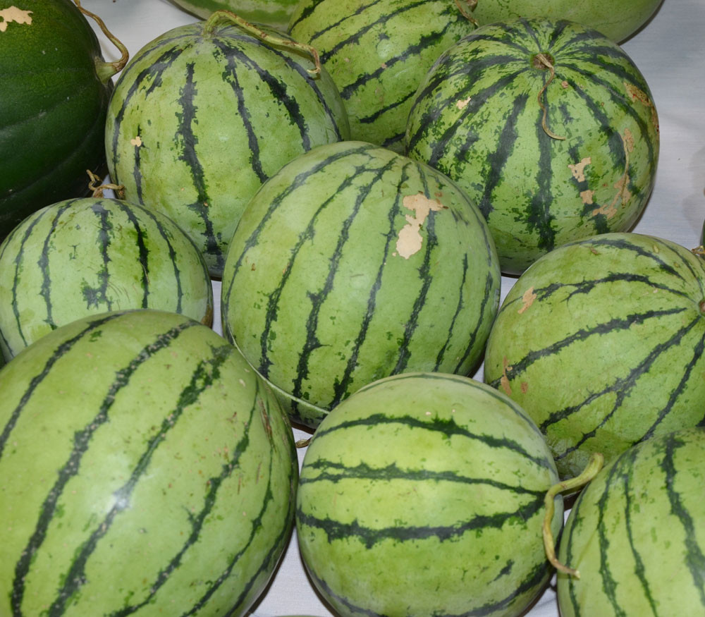 Citrullus lanatus mucosospermus - Egusi Watermelon - Seeds