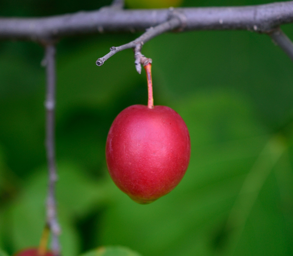 Prunus americana - American Plum - Seeds