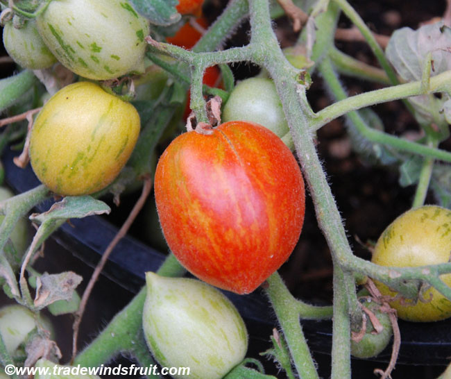Pink Fuzzy Boar Tomato Seeds
