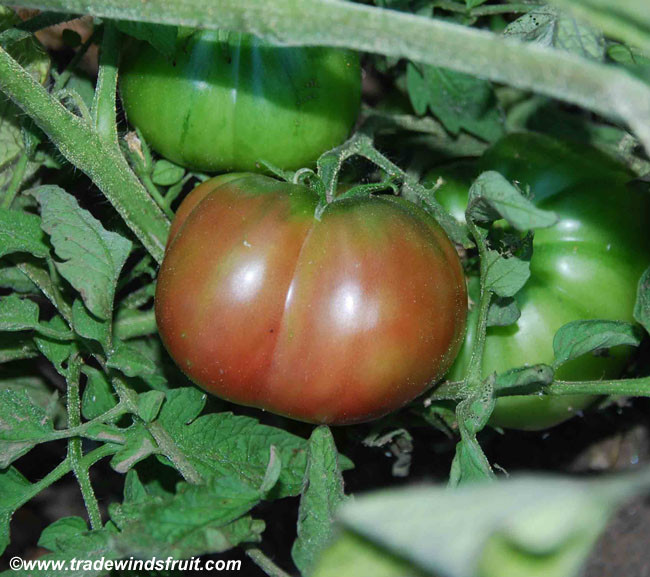Pepperoncini Pepper, Italian Seeds