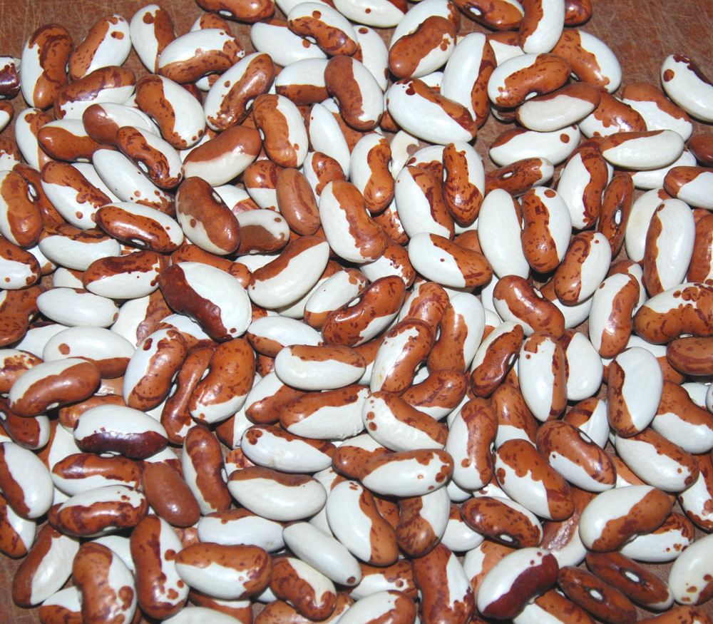 Colorado River Bean Seeds