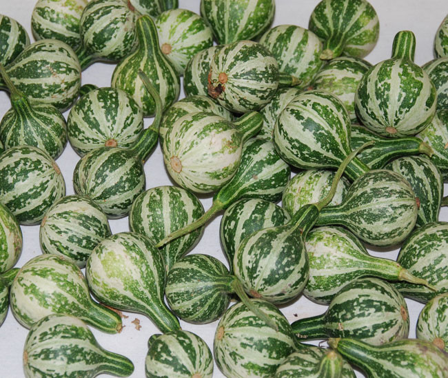 Cucuzzi Italian Edible Gourd Seeds