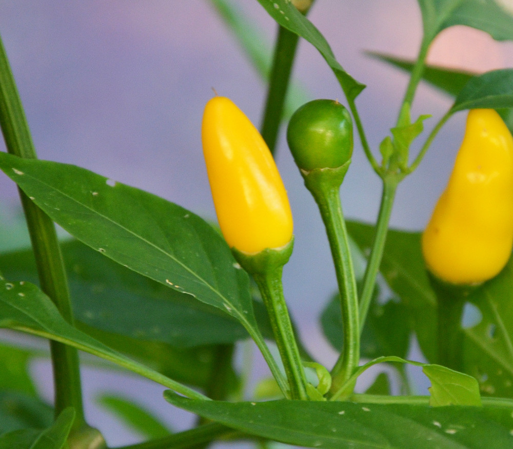 Gold Spike Pepper Seeds