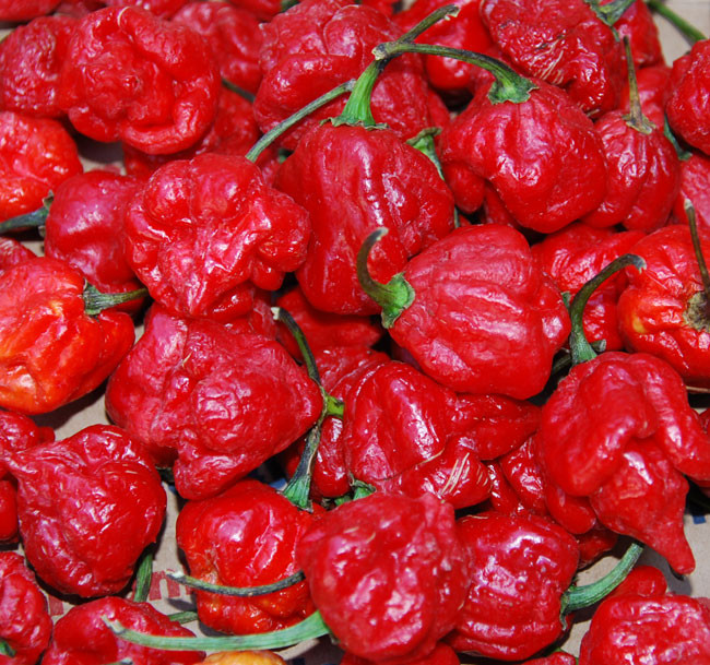Trinidad Scorpion Pepper Seeds