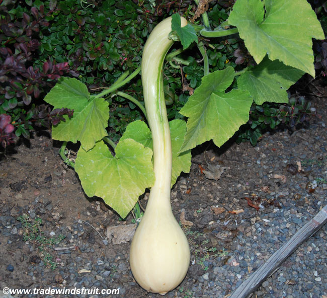 Trombone Squash Seeds