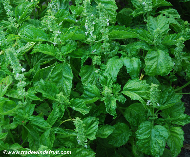 Ocimum basilicum - Basil, Purple Delight - Seeds