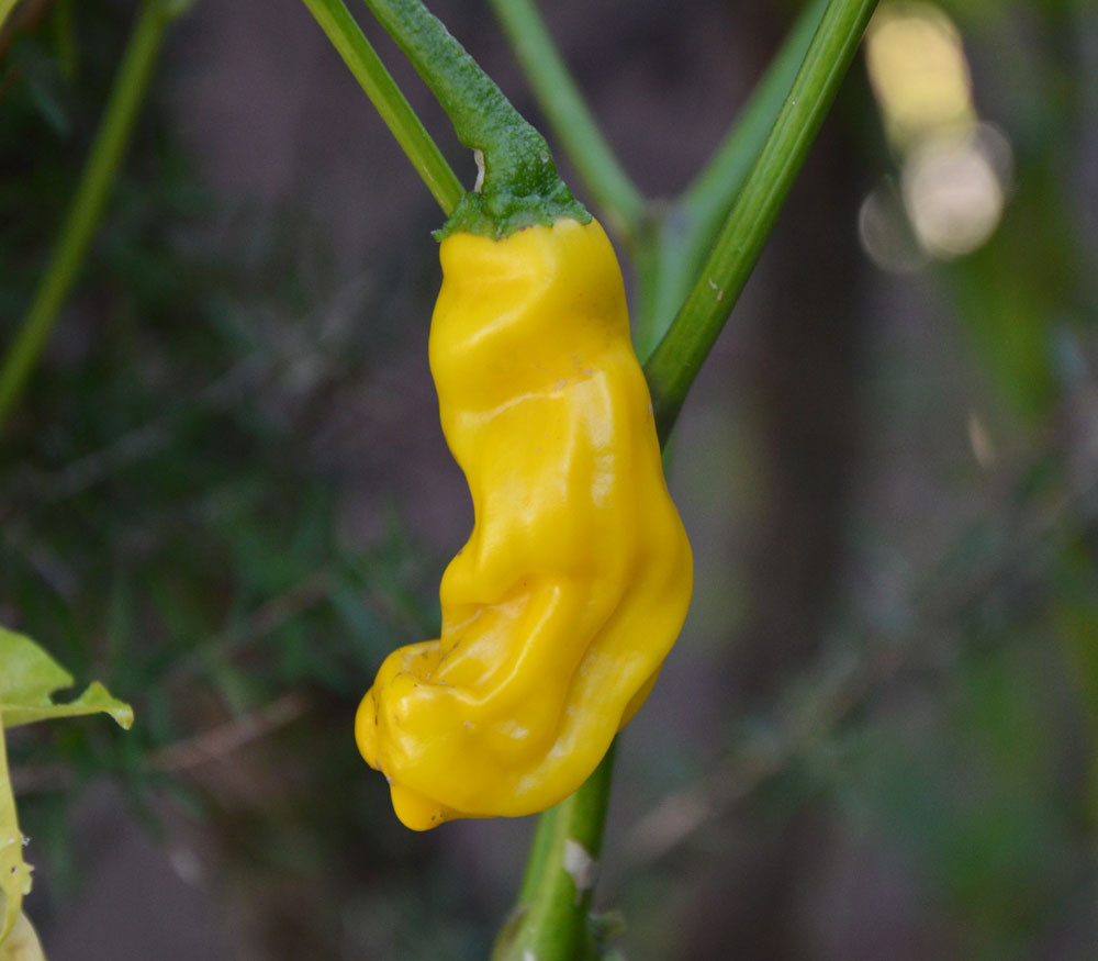 Manzano Pepper, Yellow Seeds