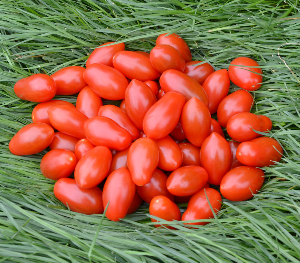 Sun Sugar Tomato Seeds