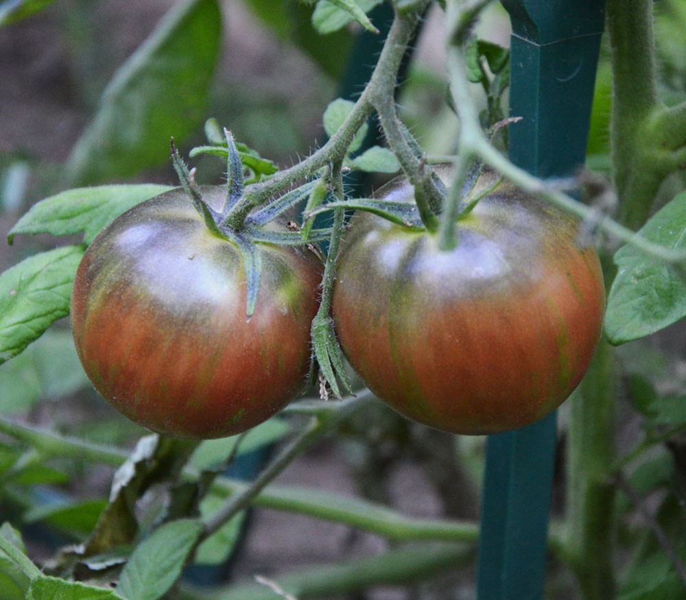 Orange Russian 117 Tomato Seeds