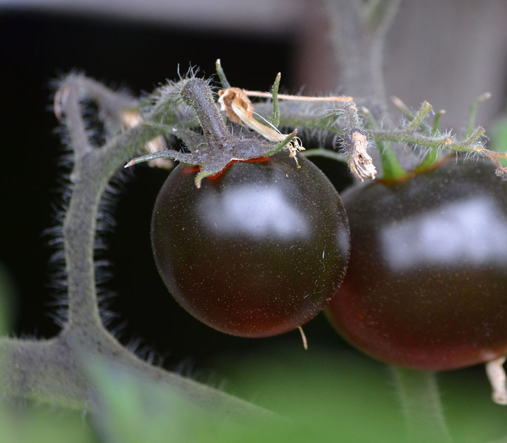 Blue Pitts Tomato Seeds