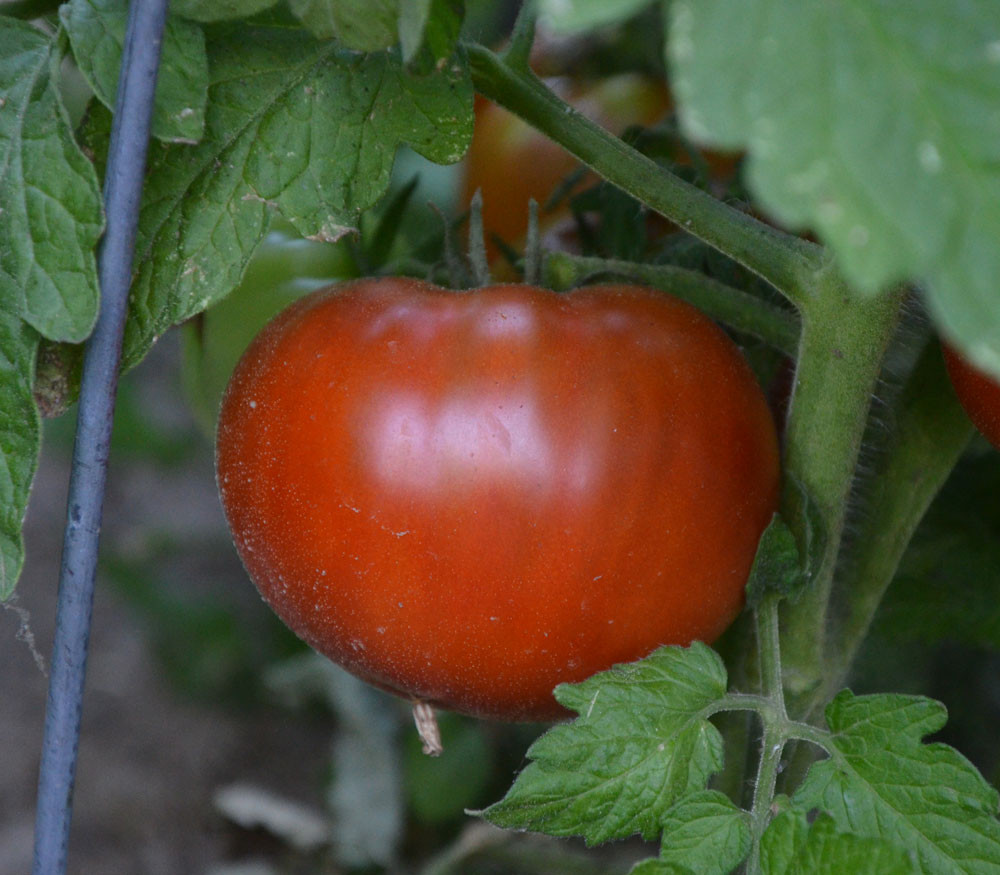 Chocolate Stripes Tomato Seeds