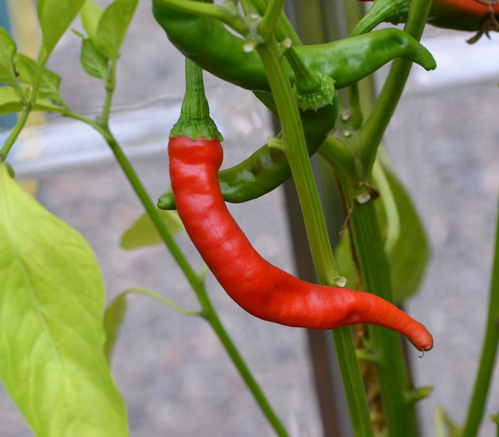 Perilla frutescens - Shiso, Green - Seeds