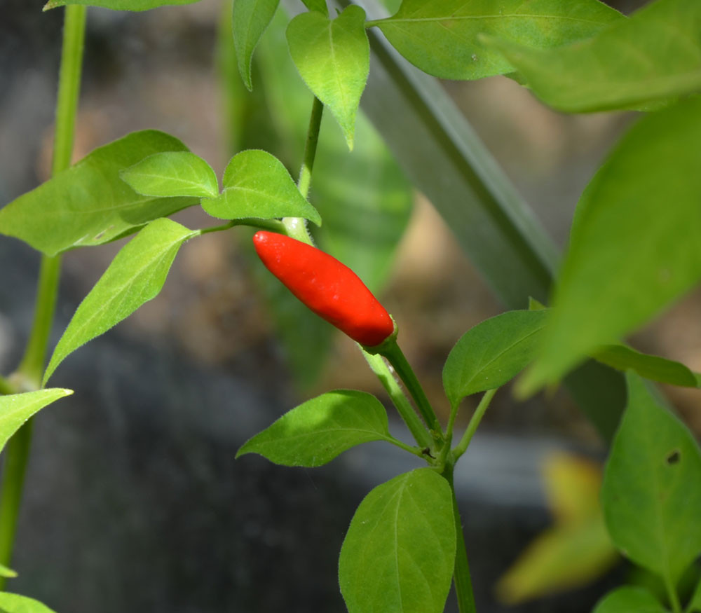 Brown Egg Pepper Seeds