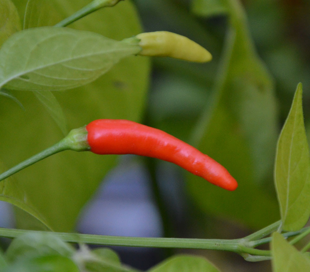 Zimbabwe Bird Pepper Seeds