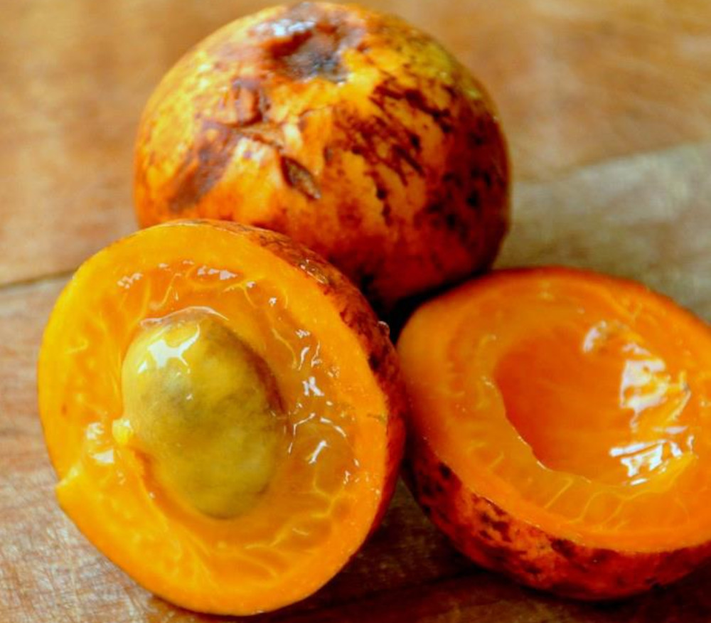 Plinia salticola - Dwarf Mulchi - Seeds