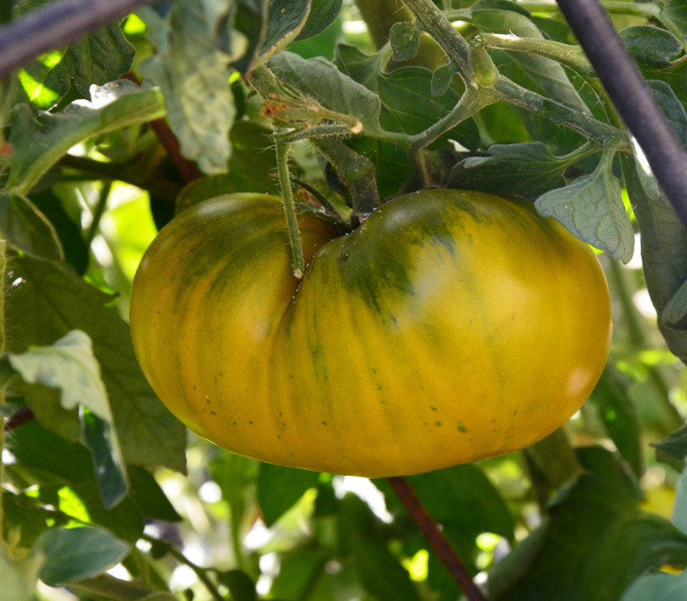 Frankenstein Black Tomato Seeds