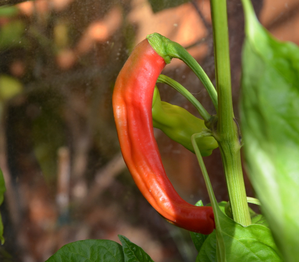Golden Cayenne Pepper Seeds