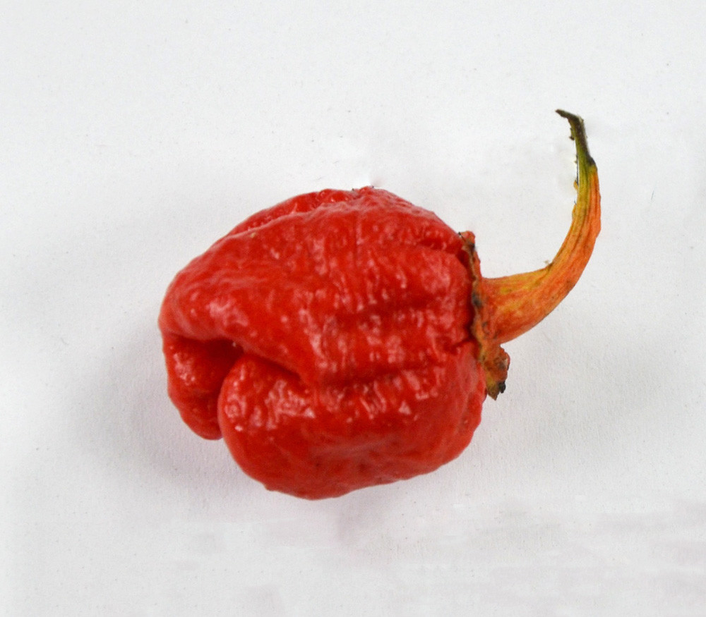 7 Pot Pepper, Brain Strain Yellow Seeds