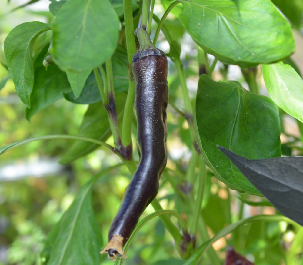 Tasmanian Black Pepper Seeds