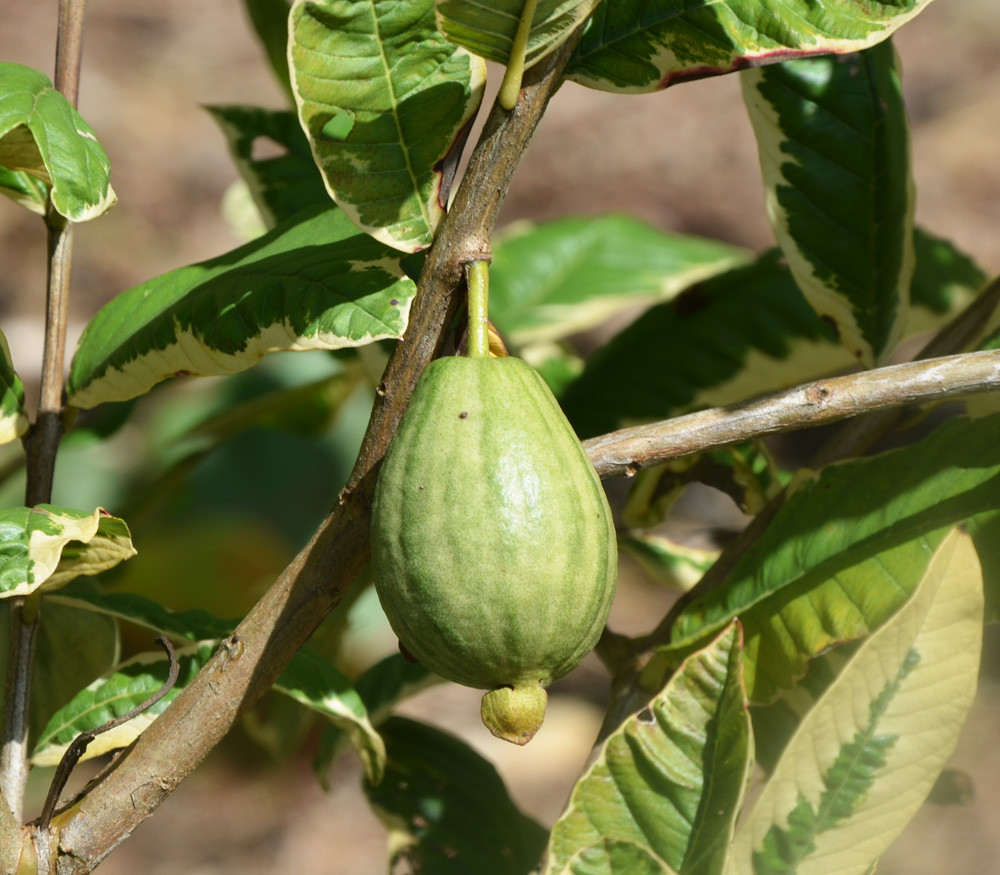 Psidium guajava - Mexican Cream Guava - Seeds