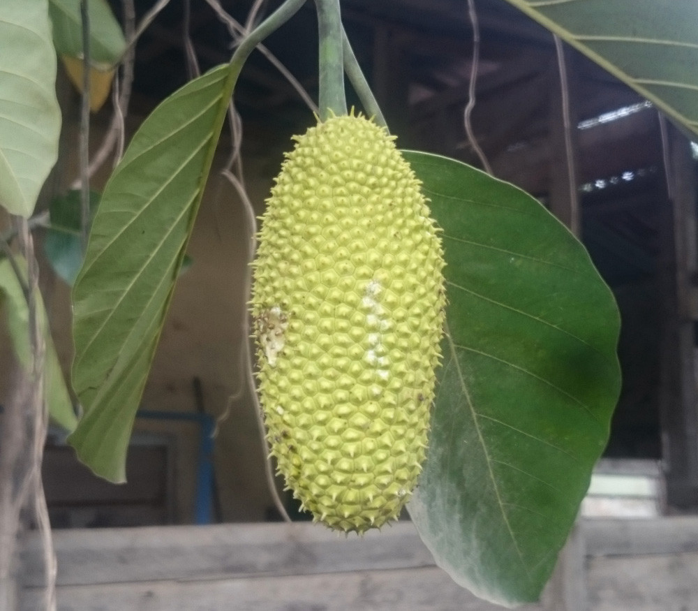 Artocarpus anisophyllus - Entawak - Seeds