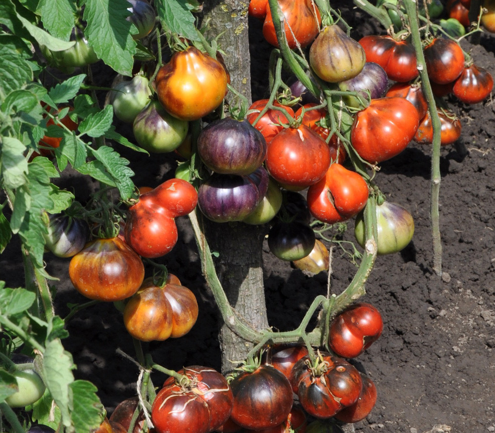 Cascade Village Blue Tomato Seeds