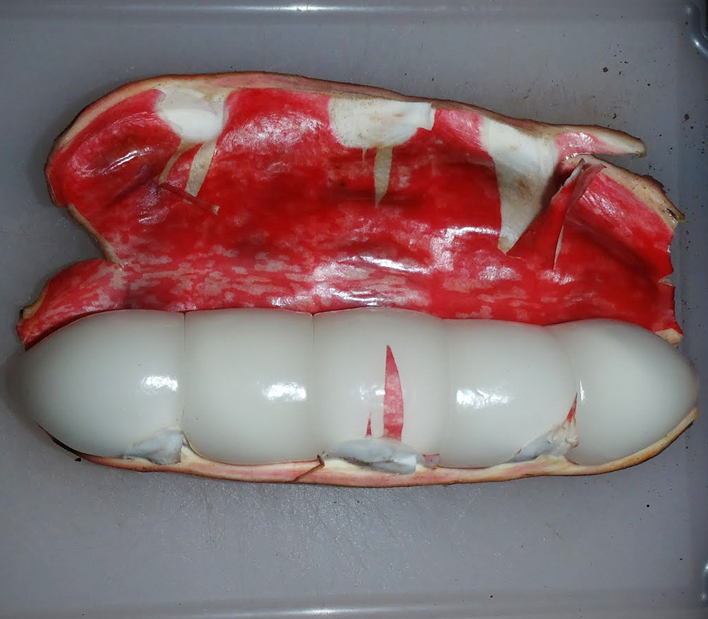 Cola nitida - Wild Cola Nut - Seeds