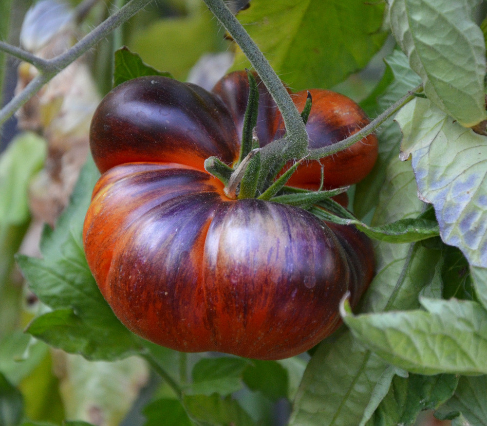 Blue Beauty Tomato Seeds