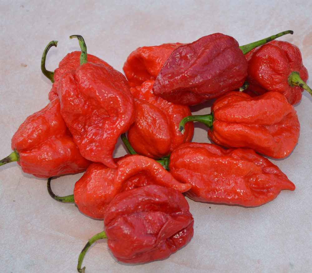 7 Pot Pepper, Brain Strain Yellow Seeds