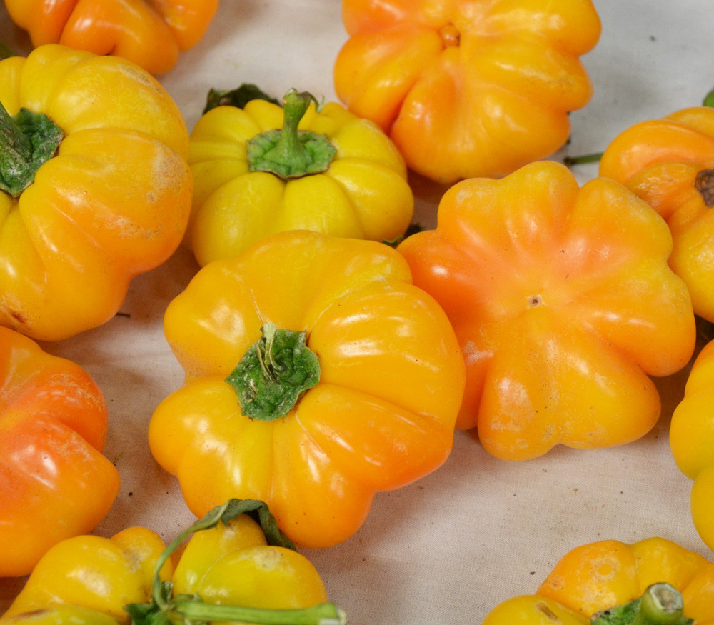Paprika, Feher Ozon Seeds