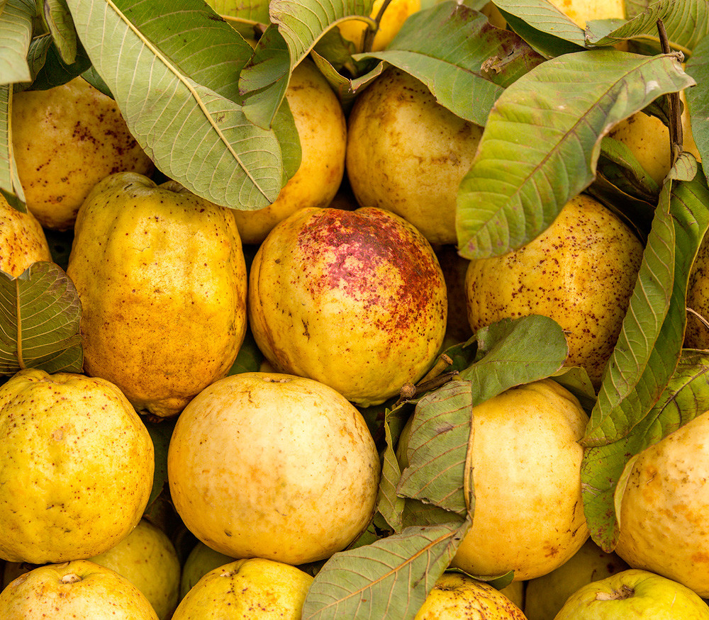 Psidium guajava - Red Malaysian Guava - Seeds