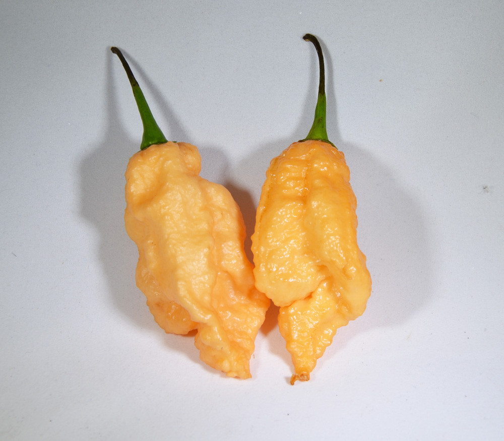 Sugar Rush Peach Pepper Seeds