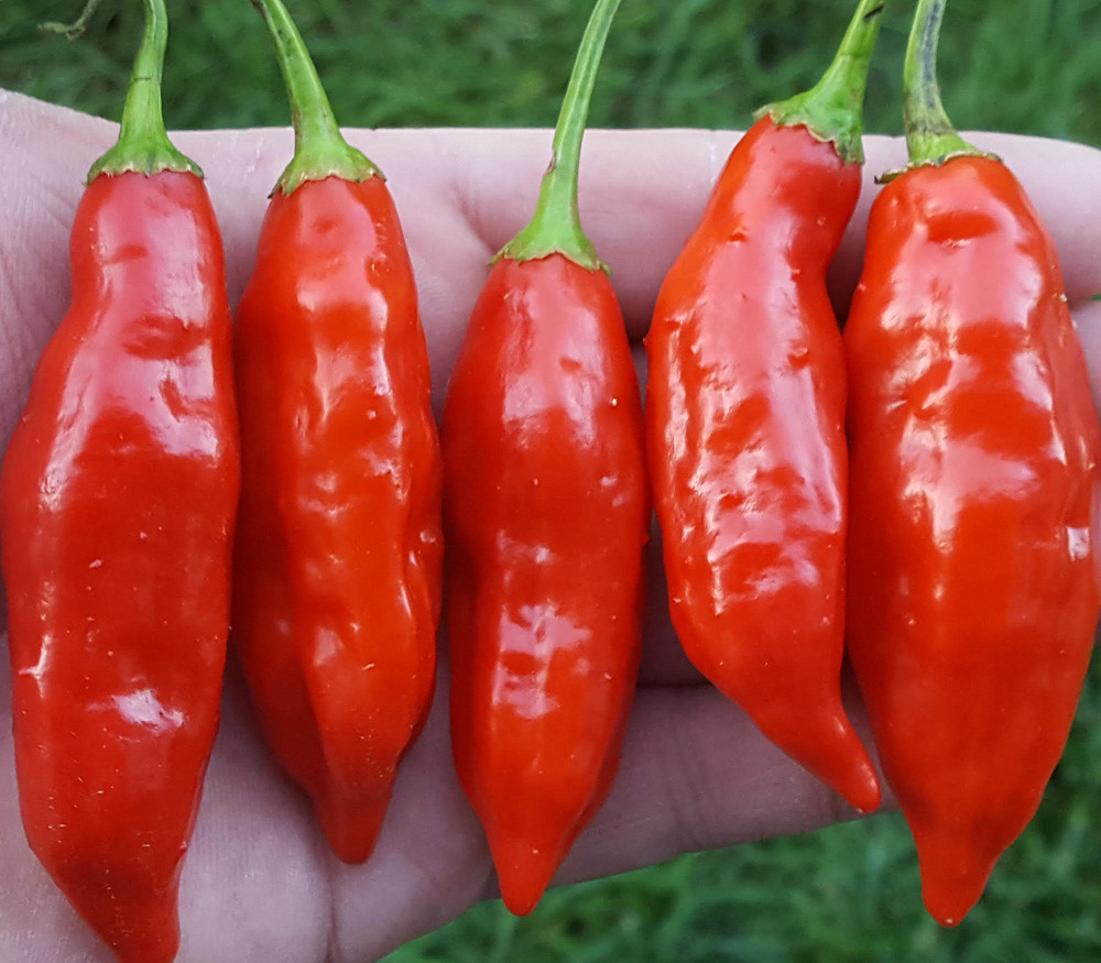 Inca Red Drop Pepper Seeds