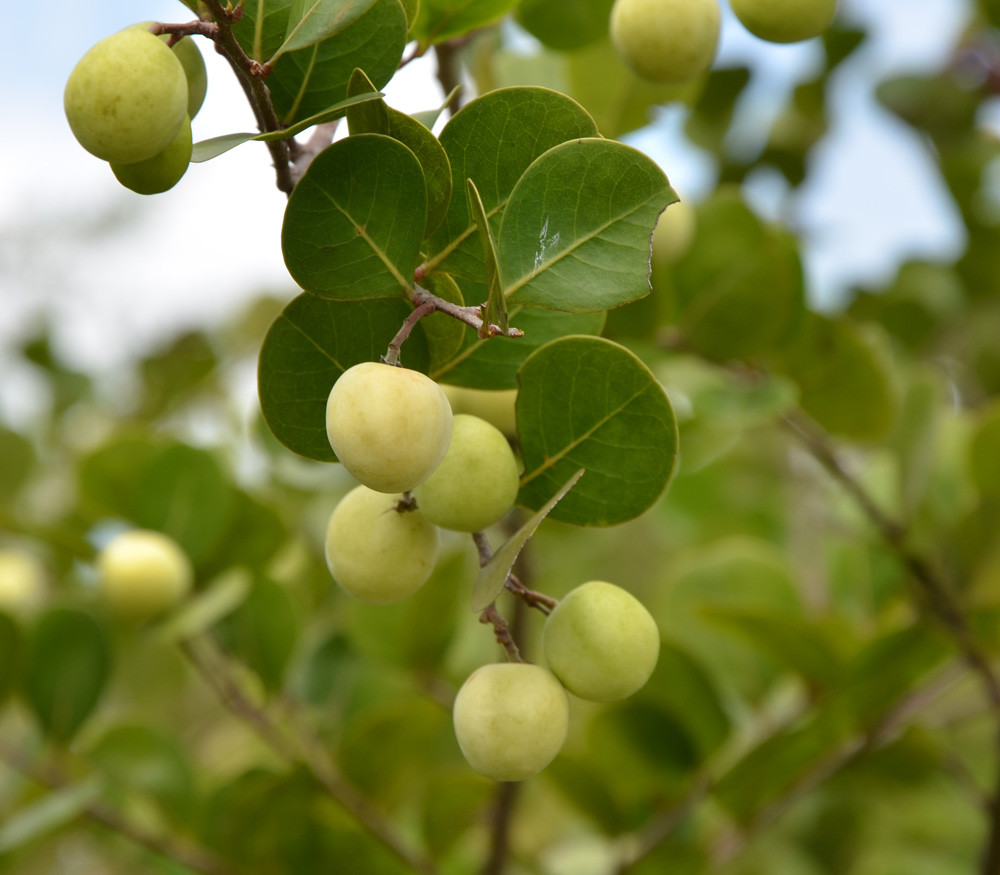 Chrysobalanus icaco - Cocoplum - Seeds