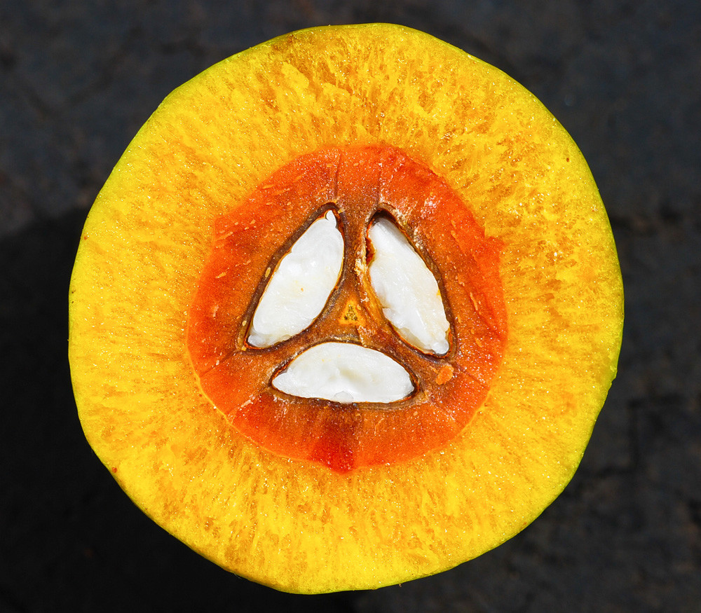 Canarium schweinfurthii - African Elemi - Seeds