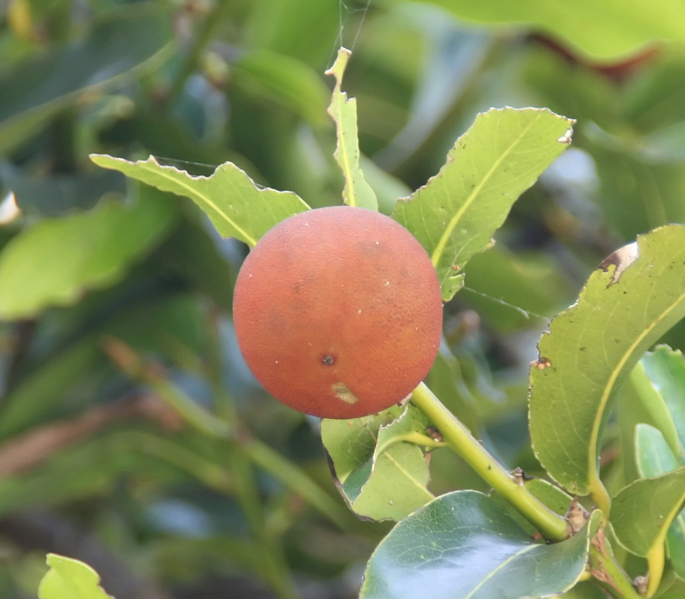 Diospyros rhombifolia - Princess Persimmon - Seeds