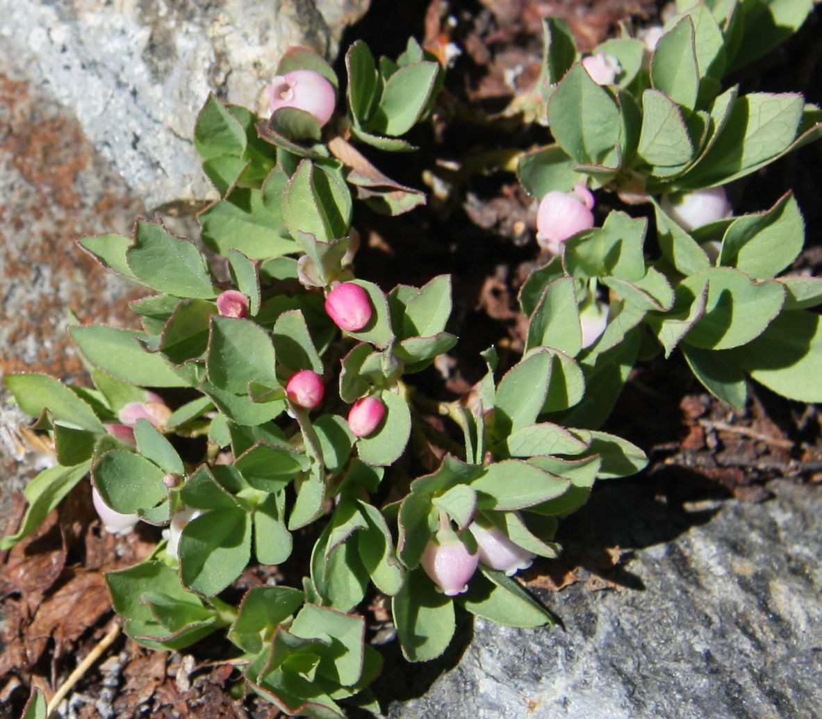 Vaccinium reticulatum - Ohelo 'Ai - Seeds