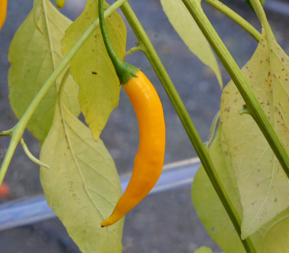Aji Omnicolor Pepper Seeds