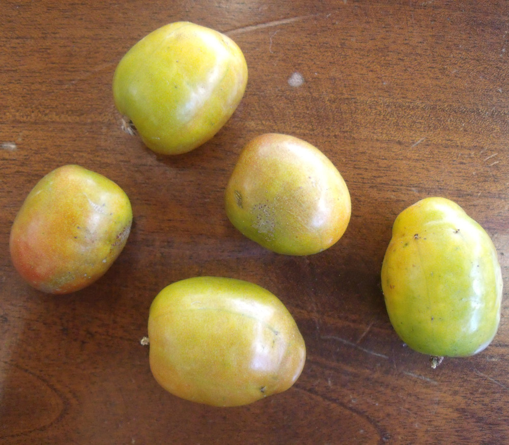 Spondias mombin - Yellow Mombin - Seeds