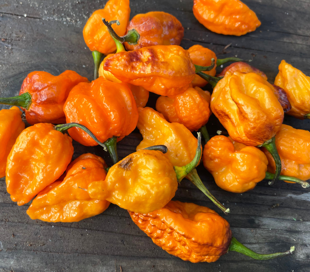 Pimenta de Neyde Pepper Seeds