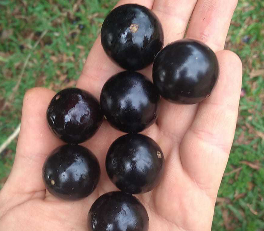Plinia sp. - Peruvian Jaboticaba - Seeds