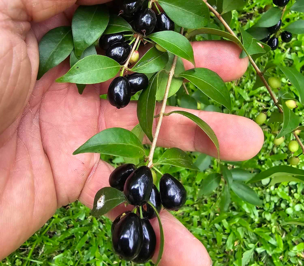 Myrtus communis compacta - Dwarf Myrtle - Seeds