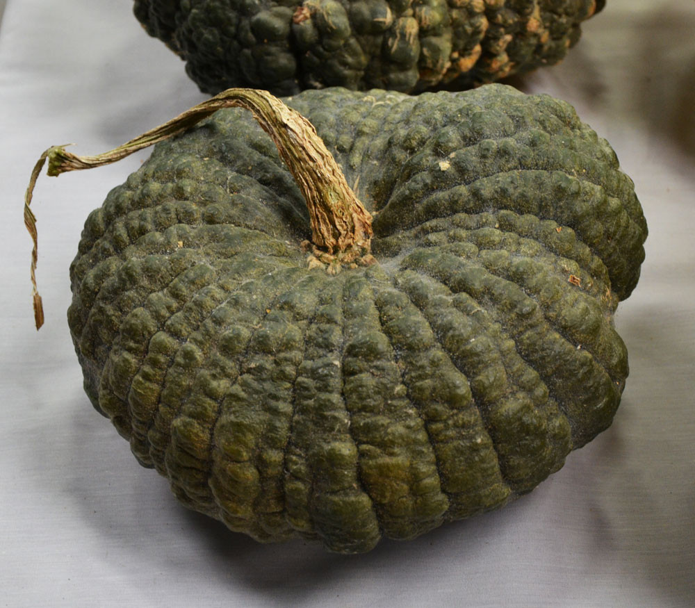 Marina di Chioggia Squash Heirloom Seeds