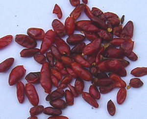 Pequin Chile Seeds