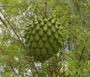 Rollinia deliciosa - Biriba - Seeds